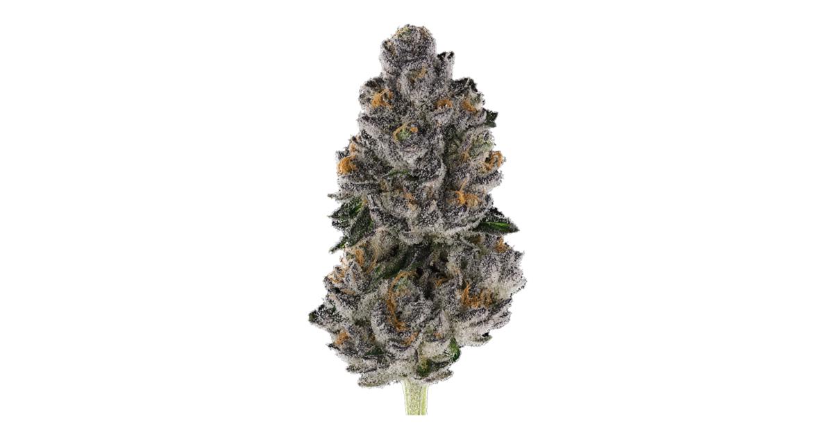 Black African Magic Cannabis Strain Information - GrowDiaries