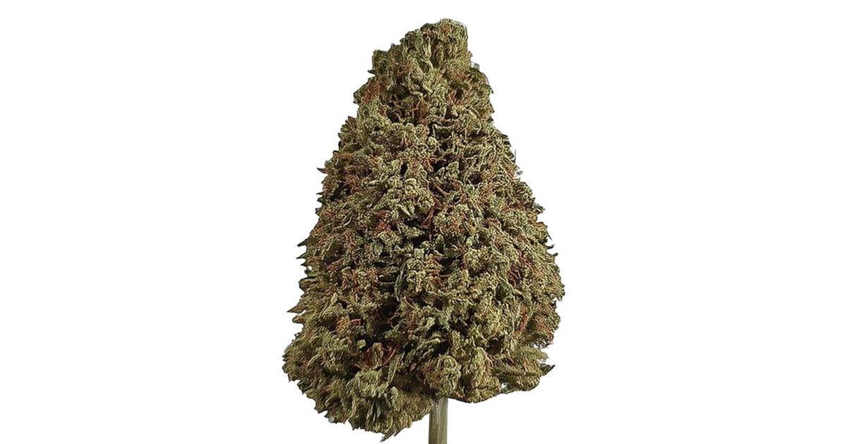 Special Sauce Cannabis Strain Information - GrowDiaries