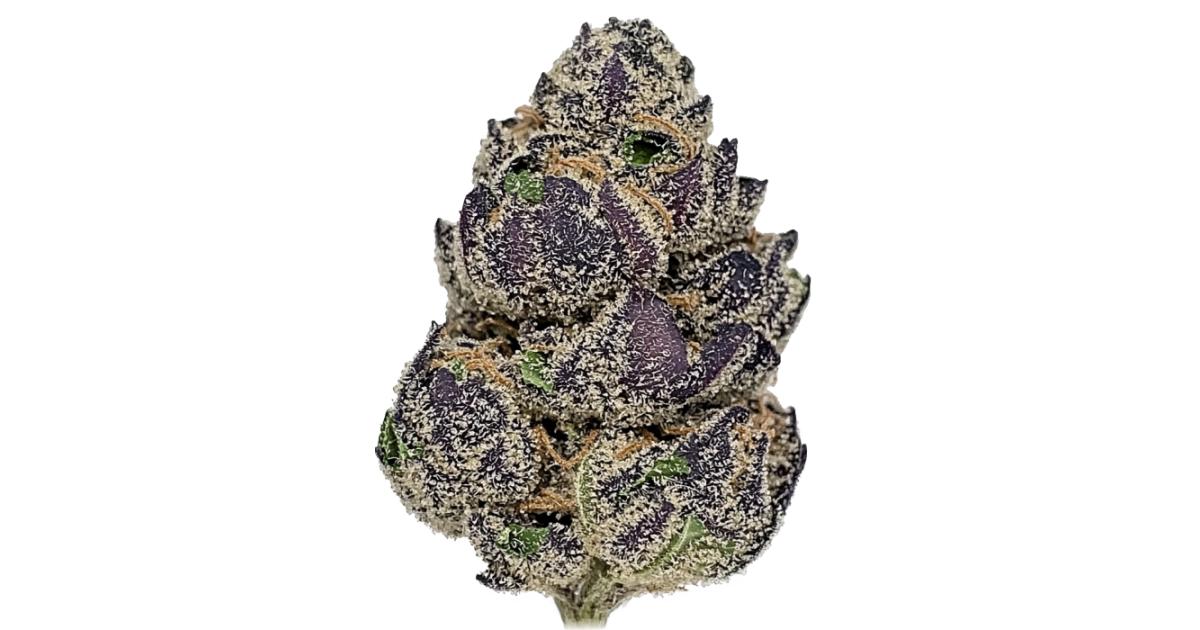 Black Haze Cannabis Strain Harvests - GrowDiaries