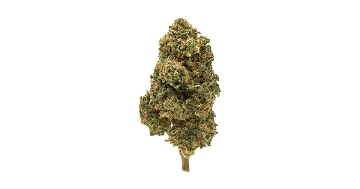 Toasted Strudel Cannabis Strain by Team Elite Genetics I...