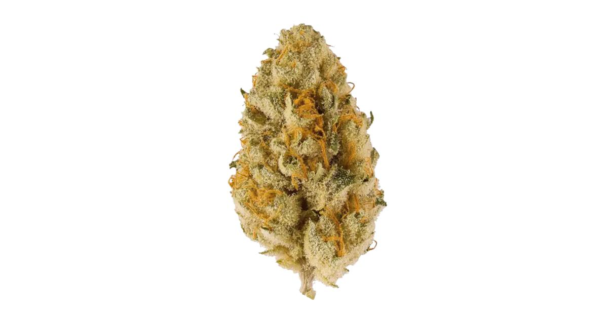 Jack Herer Cannabis Strain Information - GrowDiaries