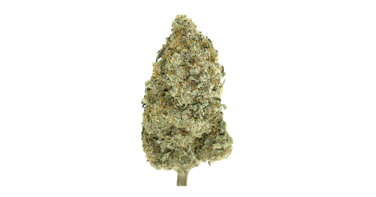 Jamaican Pearl Cannabis Strain Information - GrowDiaries