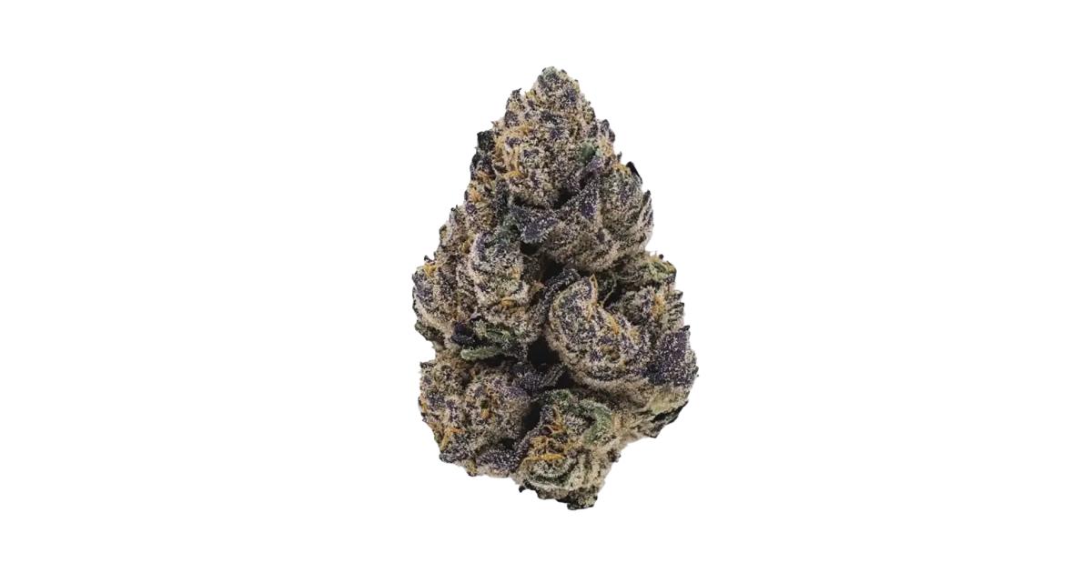 Black Truffle Cannabis Strain by Big Chief Information