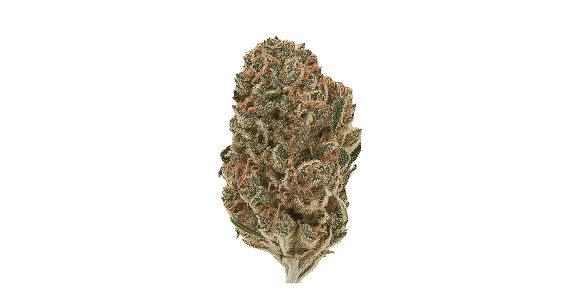 Moby Dick Cannabis Strain Information - GrowDiaries