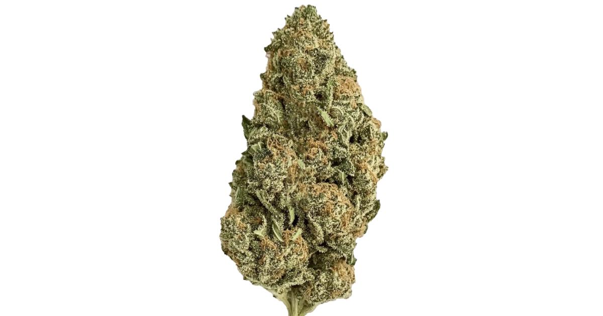 Mango Cannabis Strain Information - GrowDiaries