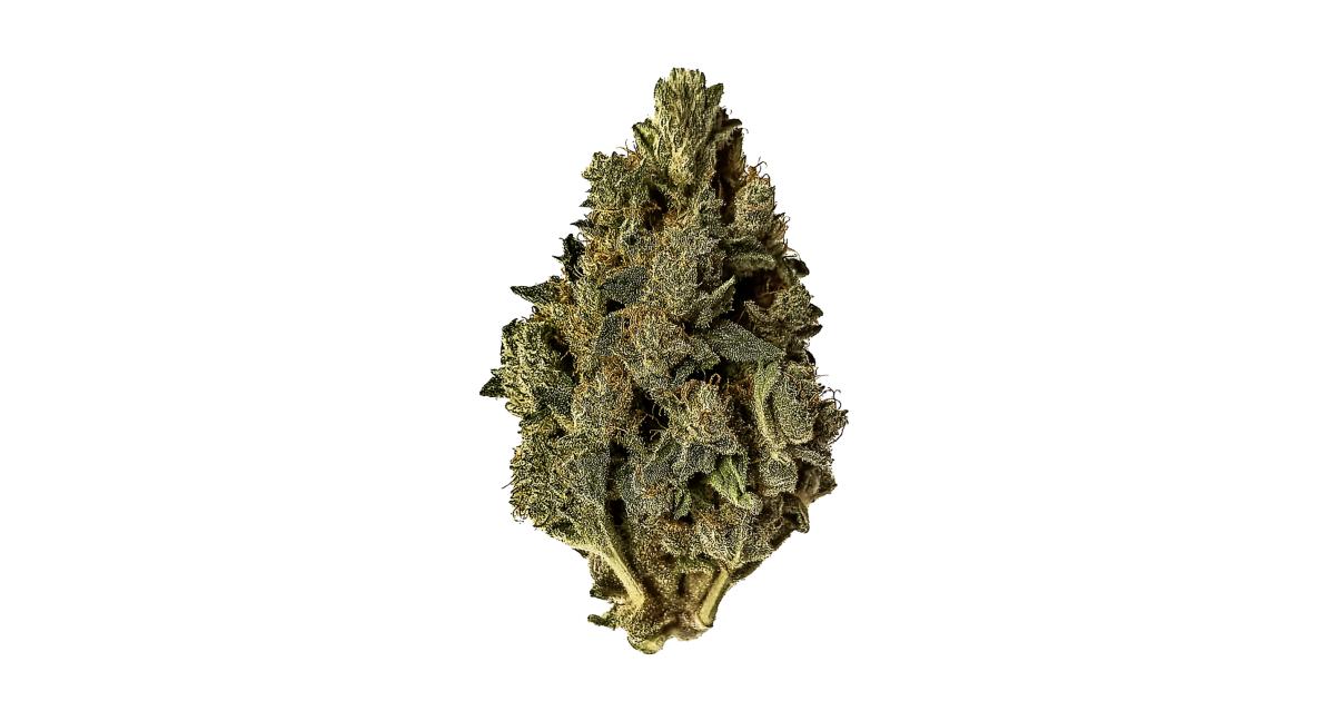 Pandora's Box Cannabis Strain Information - GrowDiaries