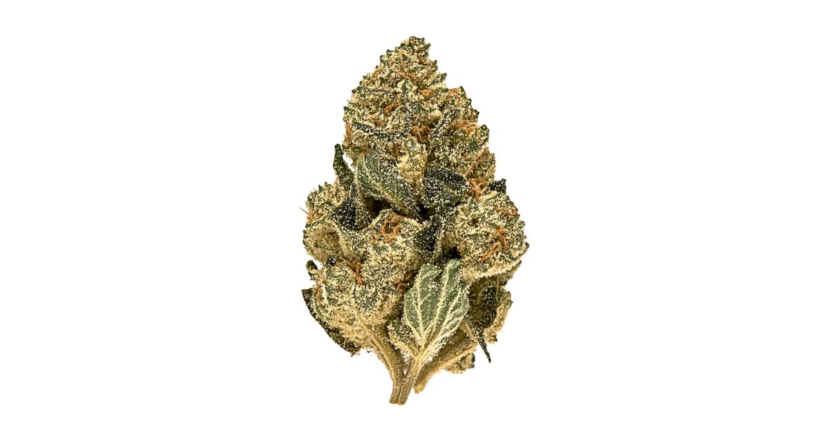 Northern Berry Cannabis Strain Information - GrowDiaries