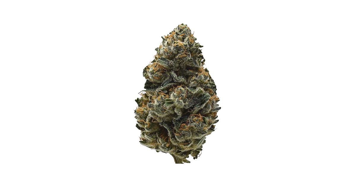 Princess Haze Cannabis Strain Information - GrowDiaries