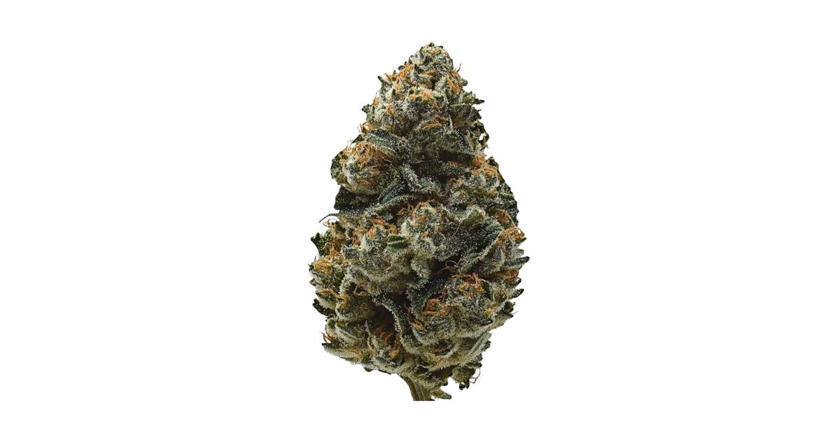 Princess Haze Cannabis Strain Information - GrowDiaries