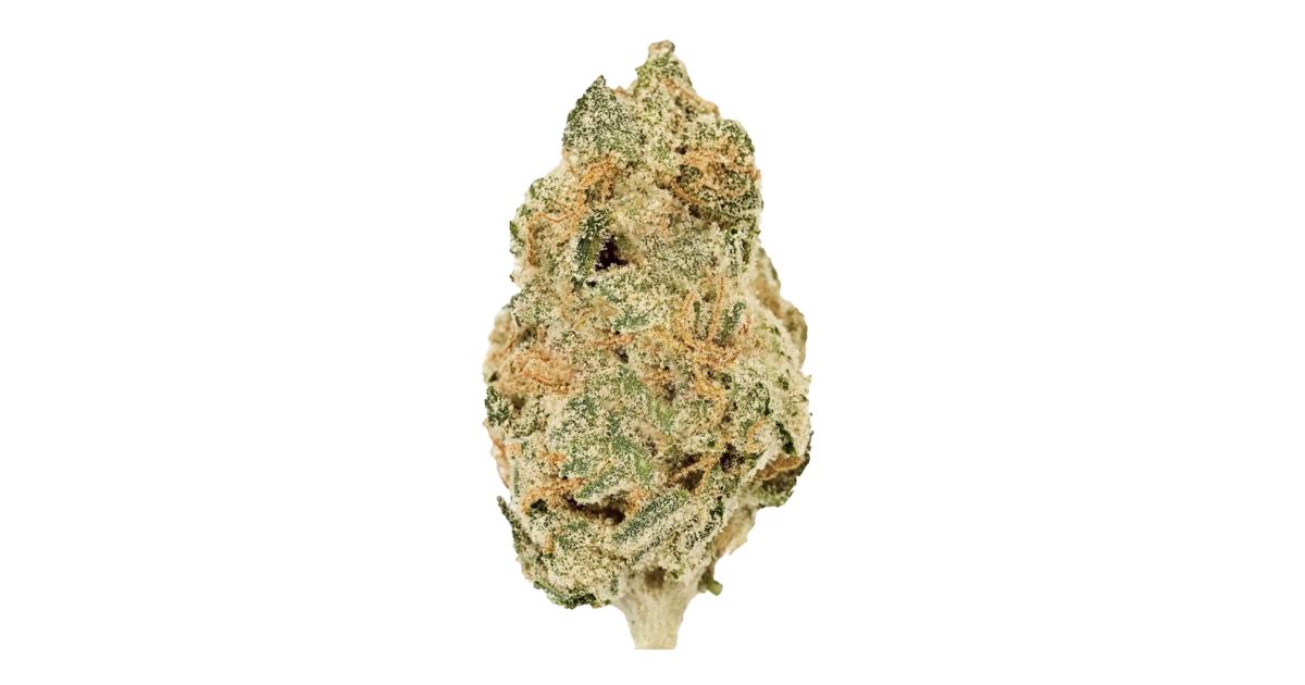Orange Creamsicle Cannabis Strain Information - GrowDiaries