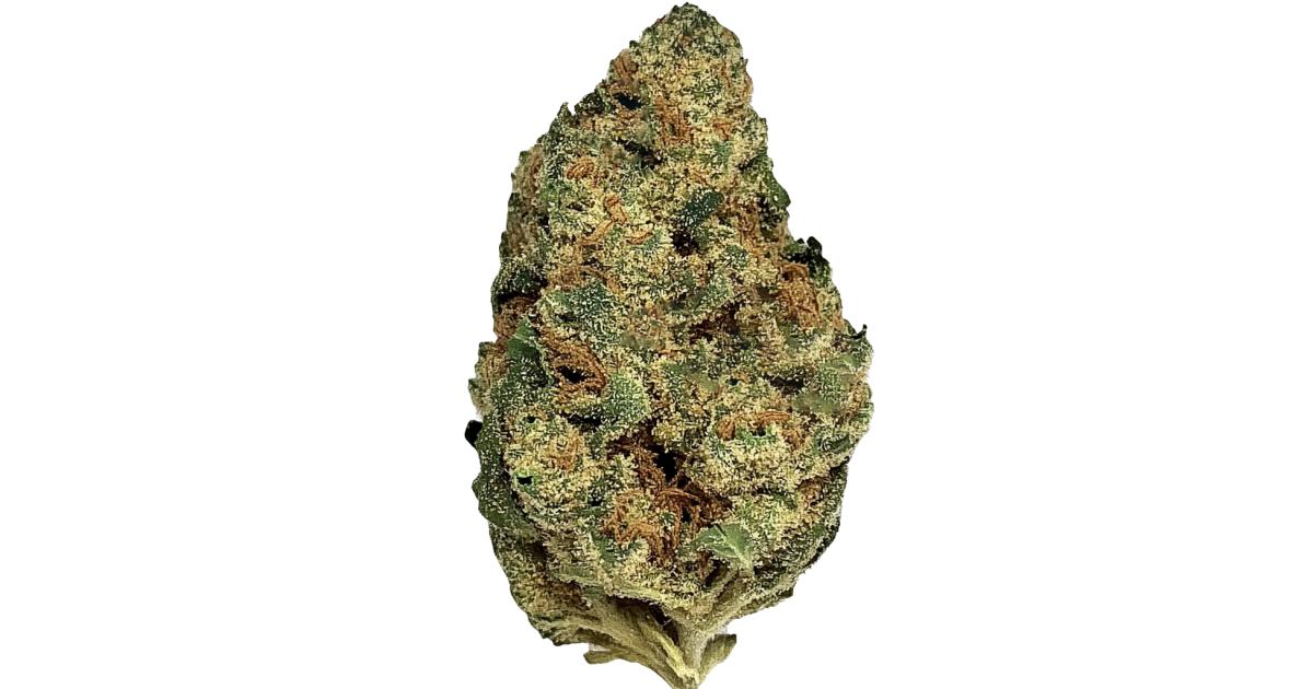 Black Jack™ Cannabis Strain Information - GrowDiaries