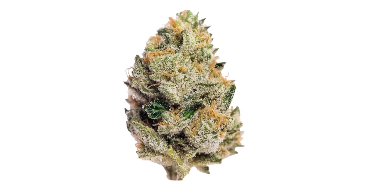 Obama Kush Cannabis Strain Information - GrowDiaries