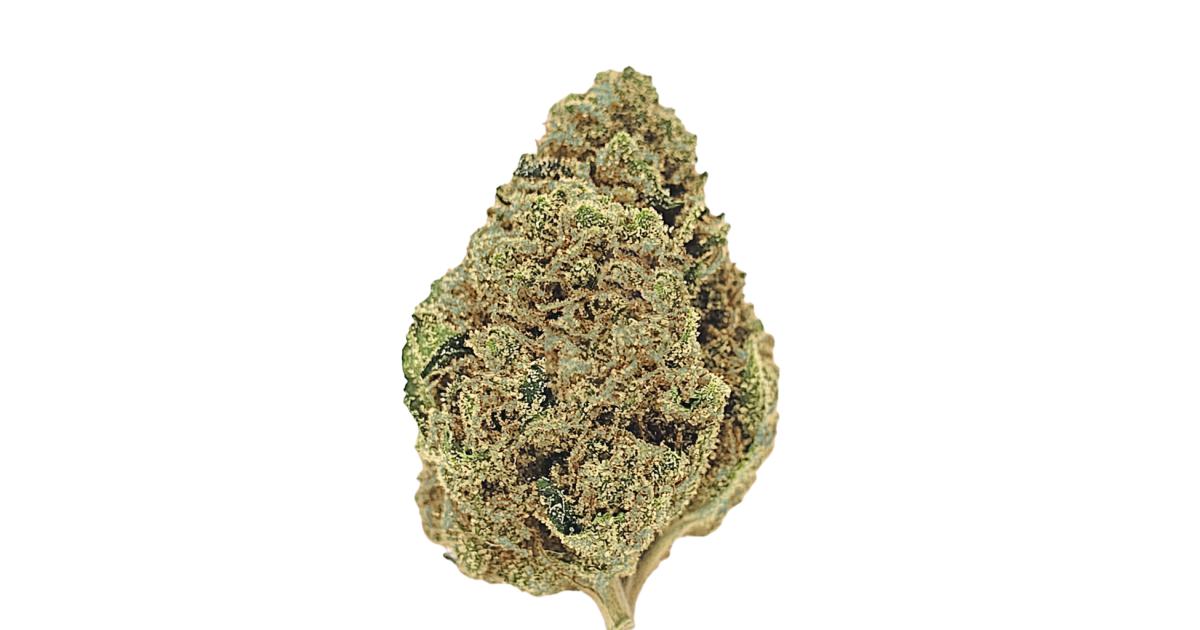 Apple Runtz Cannabis Strain Info - GrowDiaries