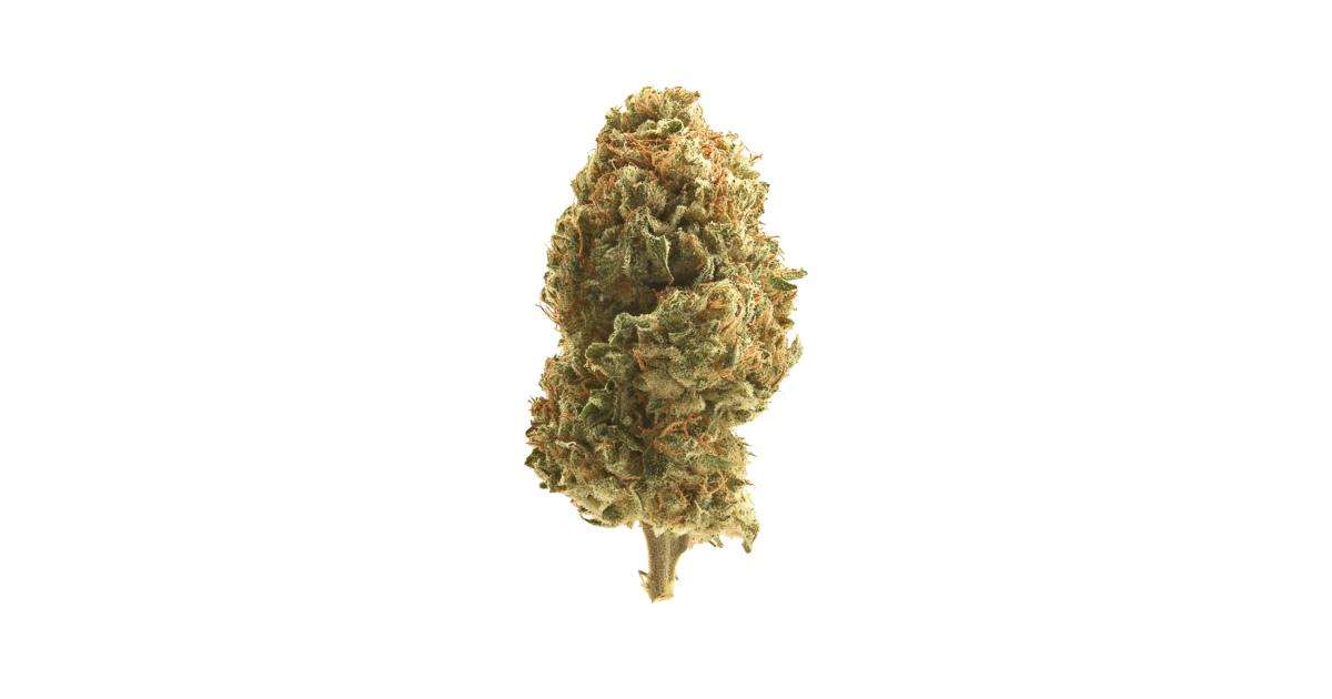 Chuck OG Cannabis Strain Information - GrowDiaries