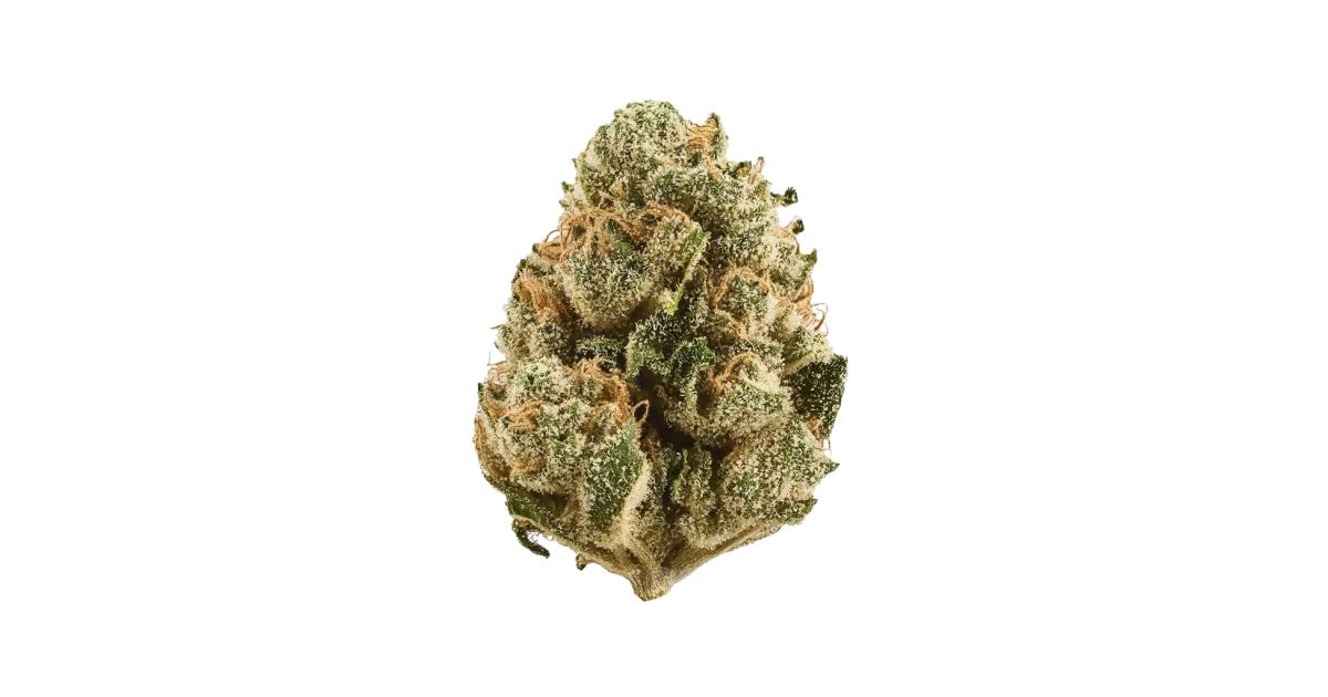 Panama Red Cannabis Strain Information - GrowDiaries