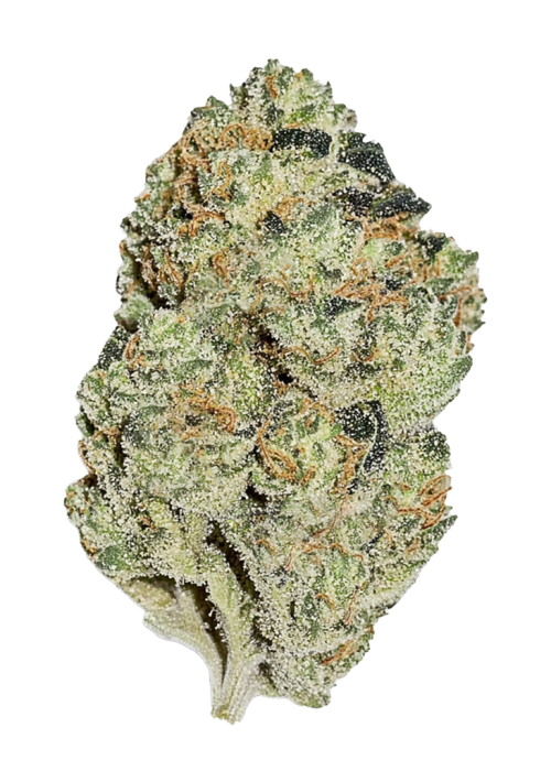 Motorbreath Cannabis Strain Information - GrowDiaries
