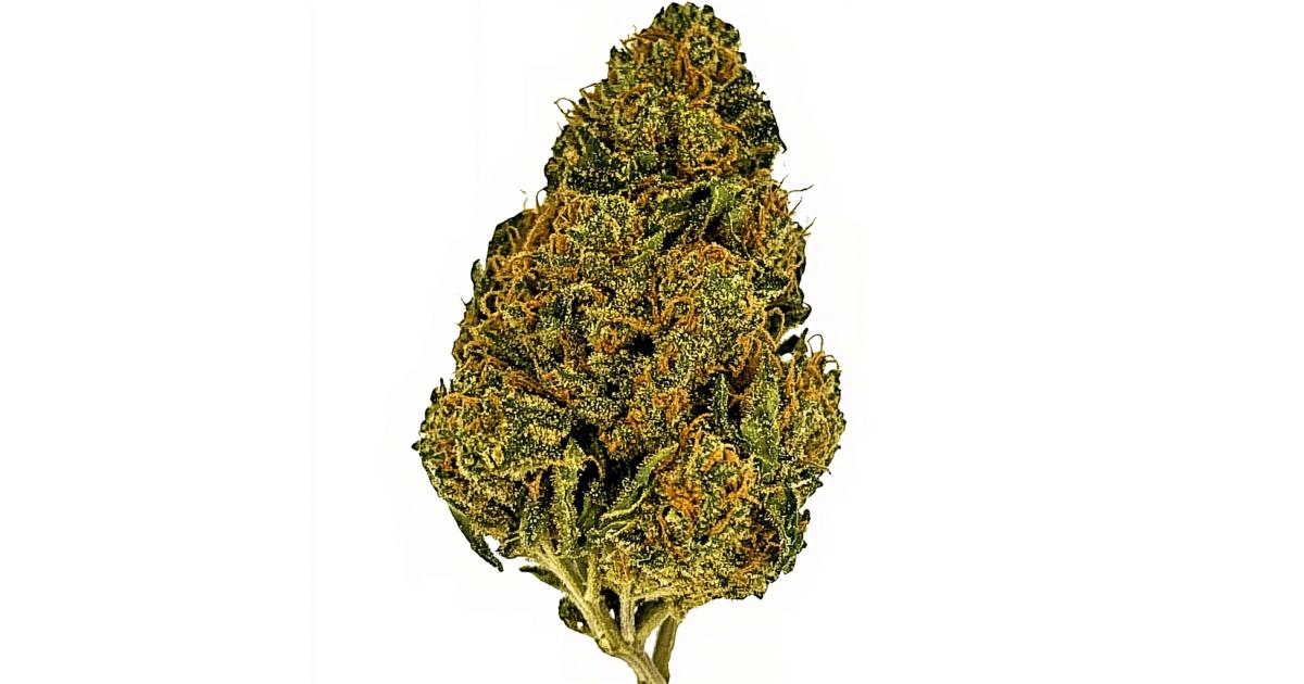 Pinnacle Cannabis Strain Information - GrowDiaries