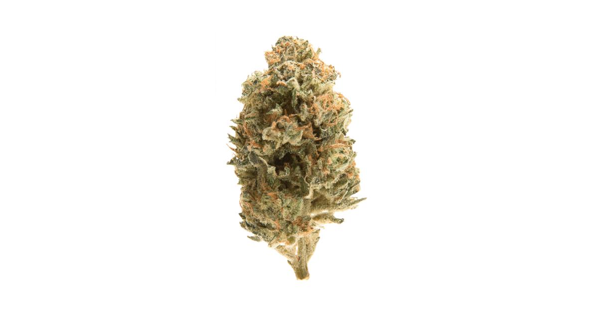 Mango Madness Cannabis Strain Information - GrowDiaries