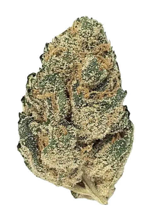 Sunshine Daydream Cannabis Strain Information GrowDiaries Sunshine Daydream Cannabis Strain Information GrowDiaries