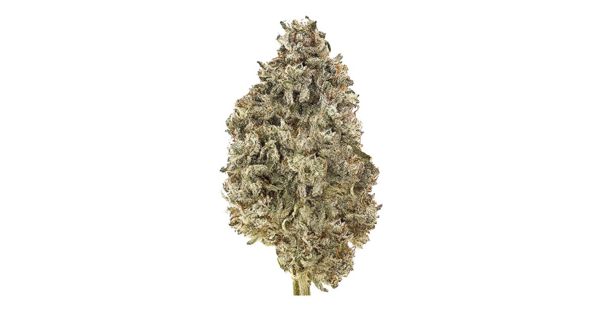Sugar Bomb Punch Cannabis Strain Information - GrowDiaries