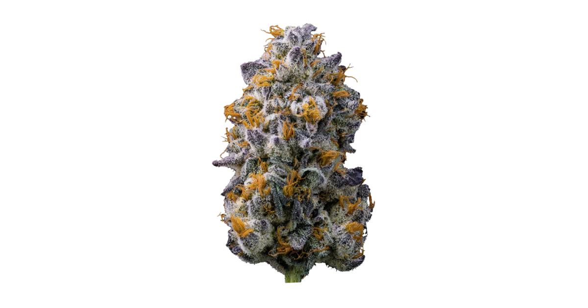 Velvet Cream Cannabis Strain Information - GrowDiaries