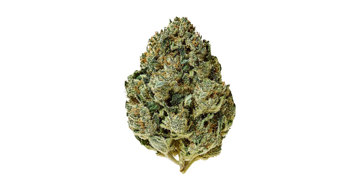 Miami Vice Cannabis Strain Information - GrowDiaries