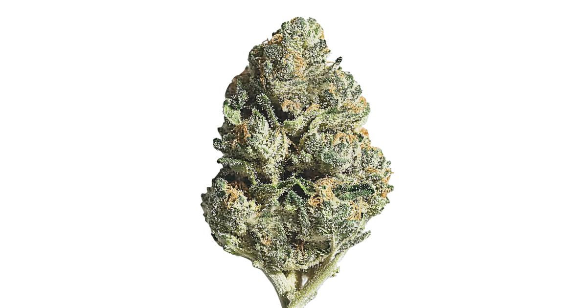 Moroccan Peaches Cannabis Strain Information - GrowDiaries