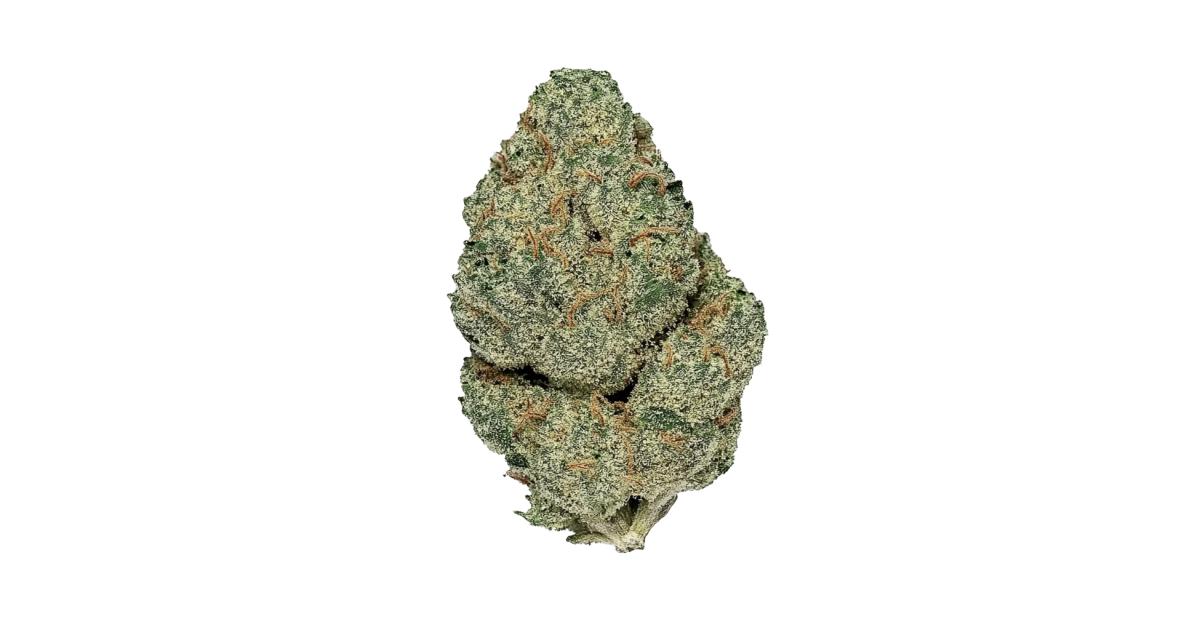 Orange Sherbet Auto Cannabis Strain Harvests - GrowDiaries