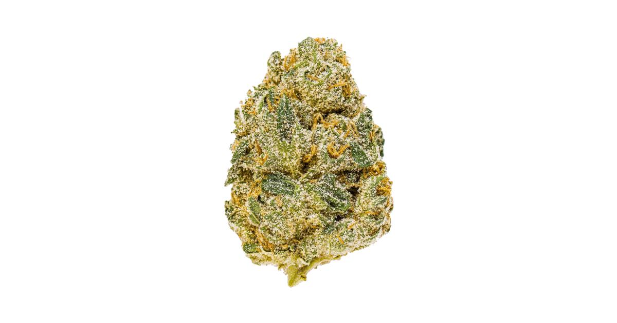 Orange Sherbet Auto Cannabis Strain Information - GrowDiaries