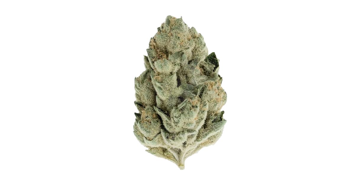 Apricot Auto Cannabis Strain Information - GrowDiaries