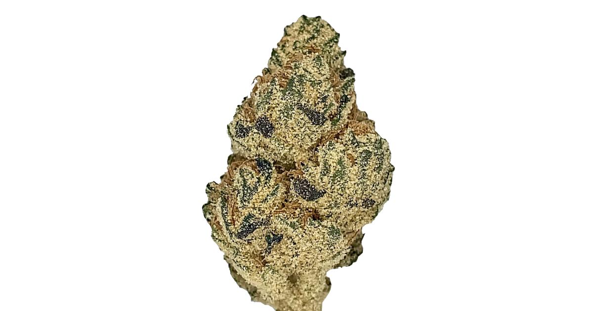 Blueberry Gumbo Cannabis Strain Information - GrowDiaries