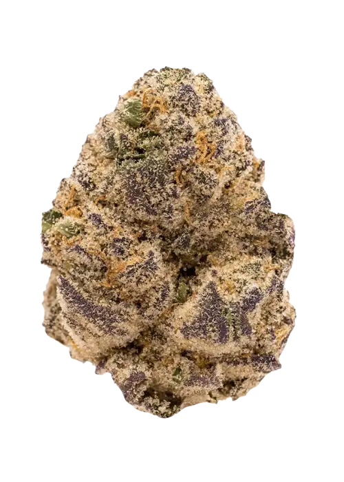 Blue Lobster Cannabis Strain Information GrowDiaries Blue Lobster Cannabis Strain Information GrowDiaries