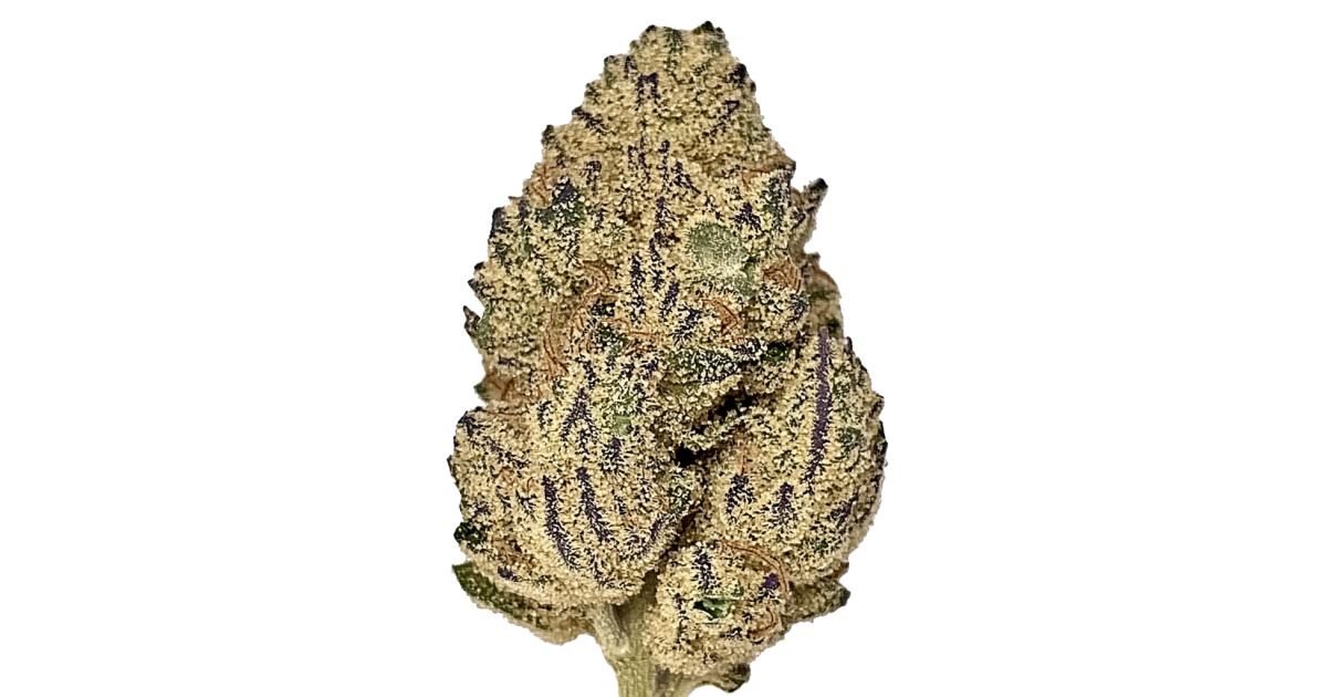 Grape Mint Gas Cannabis Strain Information - GrowDiaries