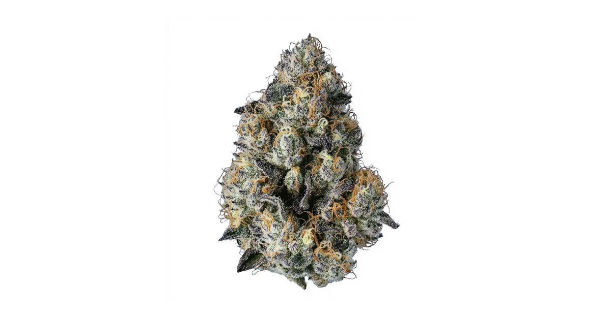 Gorilla Z Auto Cannabis Strain Information - GrowDiaries