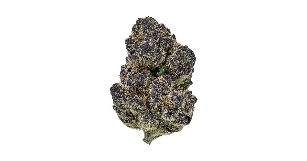 Maine Lobster Cannabis Strain Information - GrowDiaries