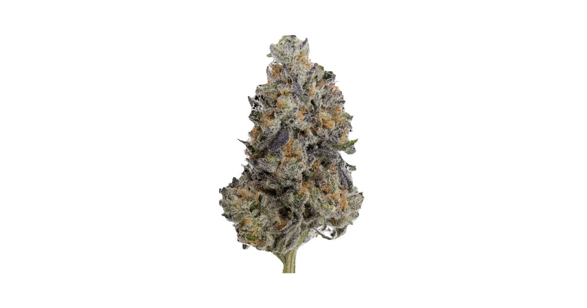 Lemon Cherry Gelato x Zuchi Cannabis Strain Information - GrowDiaries