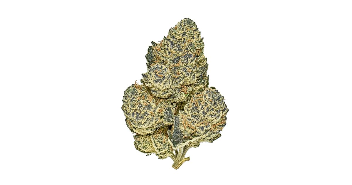 Jealousy Fast Cannabis Strain Information - GrowDiaries