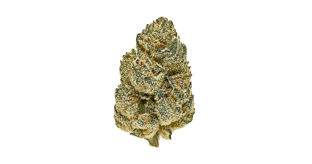 Gelato 41 BX Auto Cannabis Strain Information - GrowDiaries