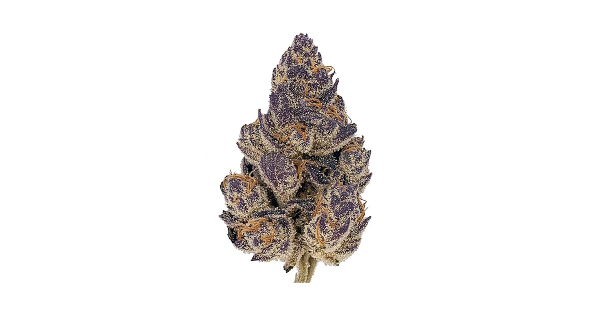 Tangfasticz Cannabis Strain Information - GrowDiaries