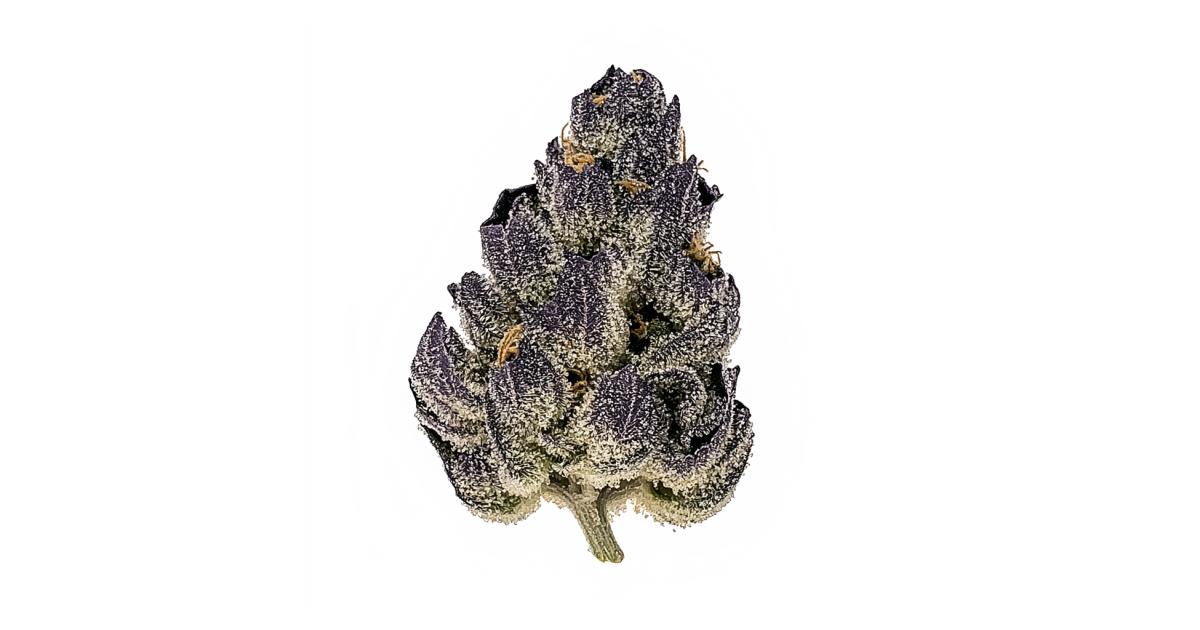 High School Yummies Cannabis Strain Information - GrowDiaries