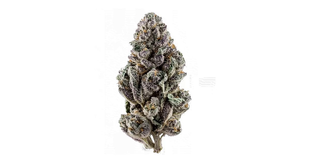 Ice Cream Social Cannabis Strain by Mephisto Genetics In...