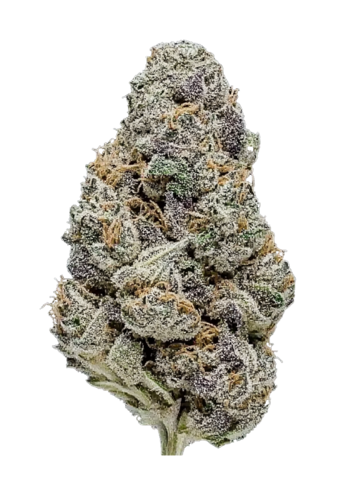 Super Lemon Haze Cannabis Strain Information - GrowDiaries