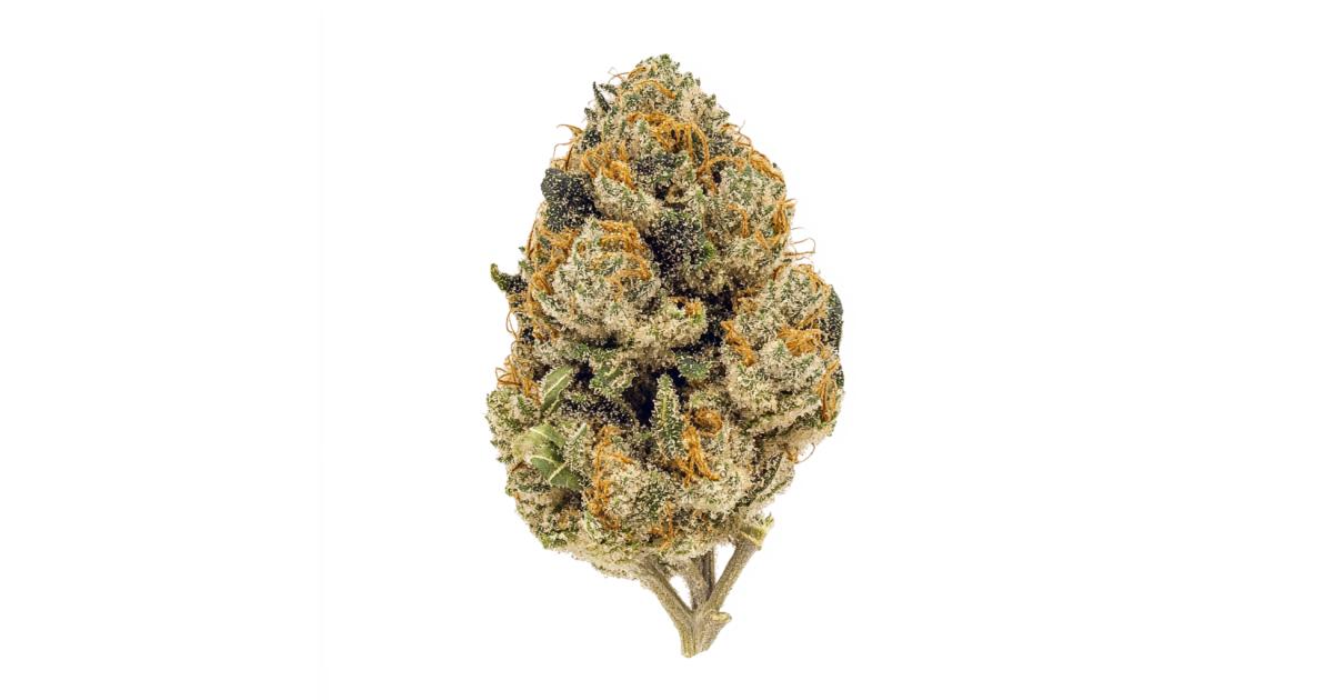 Super Lemon Haze x RS11 Cannabis Strain Information - Gro...