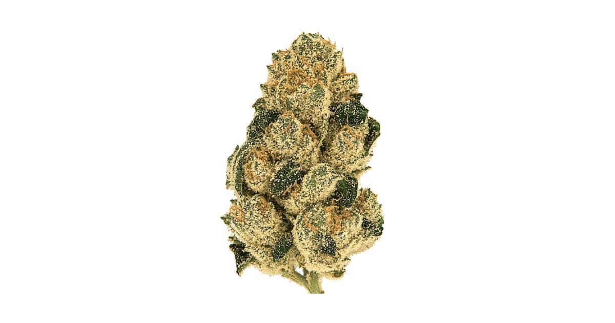Rocket Queen Cannabis Strain Information - GrowDiaries