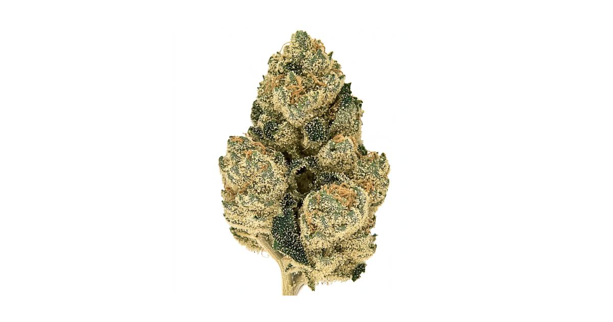 Sour G R1 Cannabis Strain Information - GrowDiaries