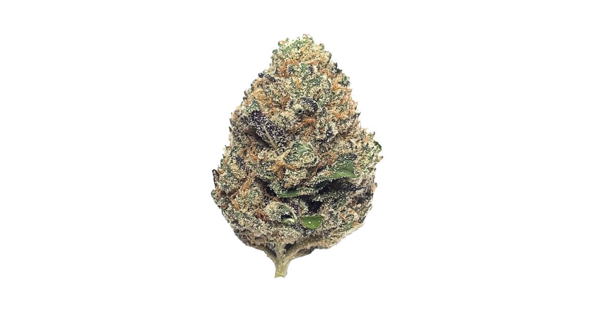 Blue Sherbet x RuntZ Cannabis Strain Diaries - GrowDiaries