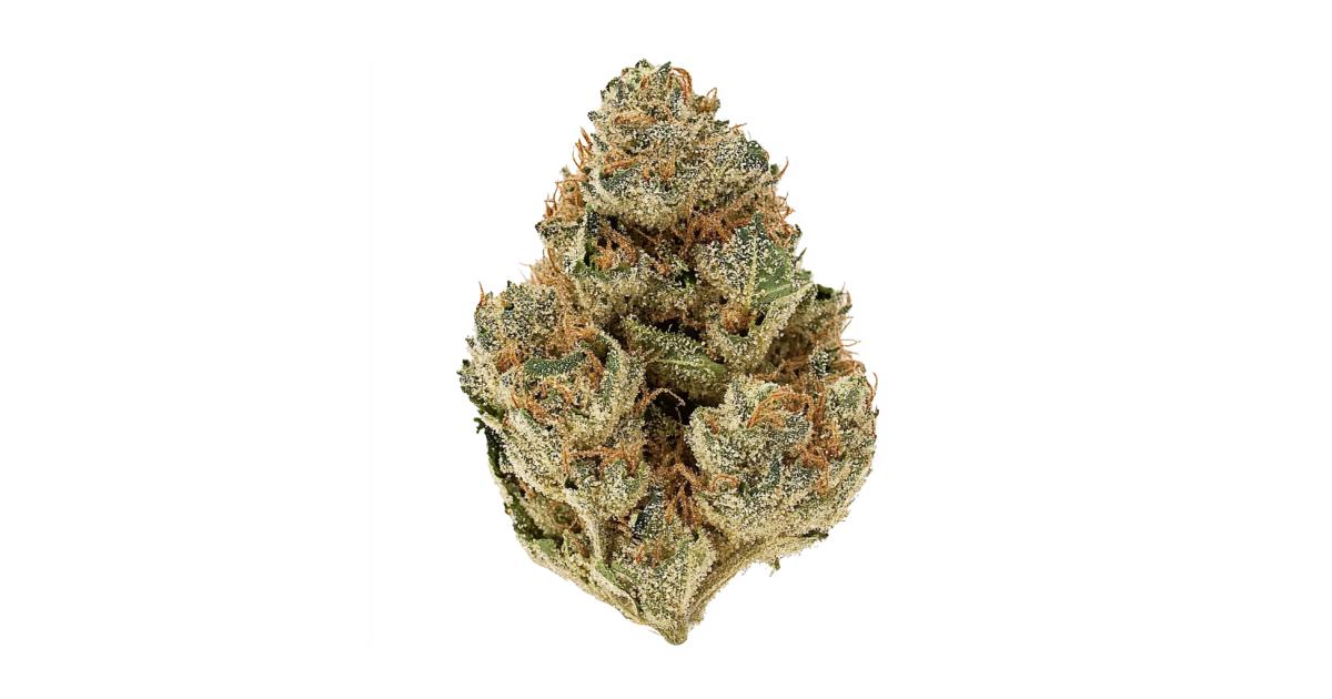 California Octane Triploid Cannabis Strain Information - GrowDiaries