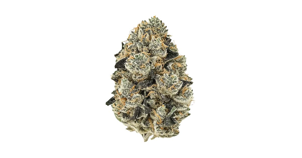 Georgia Cream Cannabis Strain Information - GrowDiaries