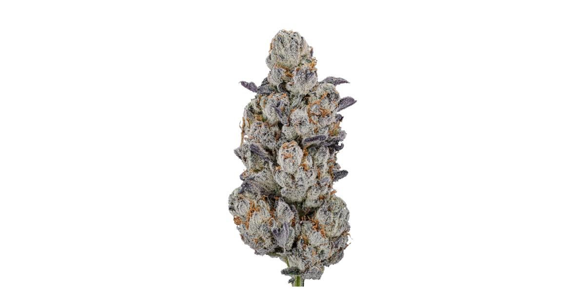 Lemon Fever Cannabis Strain Information - GrowDiaries