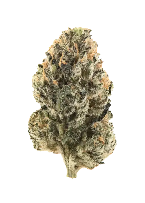 Blue Lobster Cannabis Strain Information GrowDiaries Blue Lobster Cannabis Strain Information GrowDiaries
